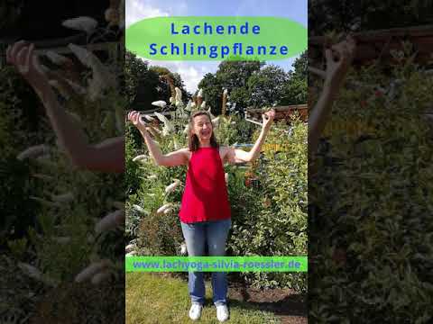 Lachende Schlingpflanze / Lachen ohne Grund