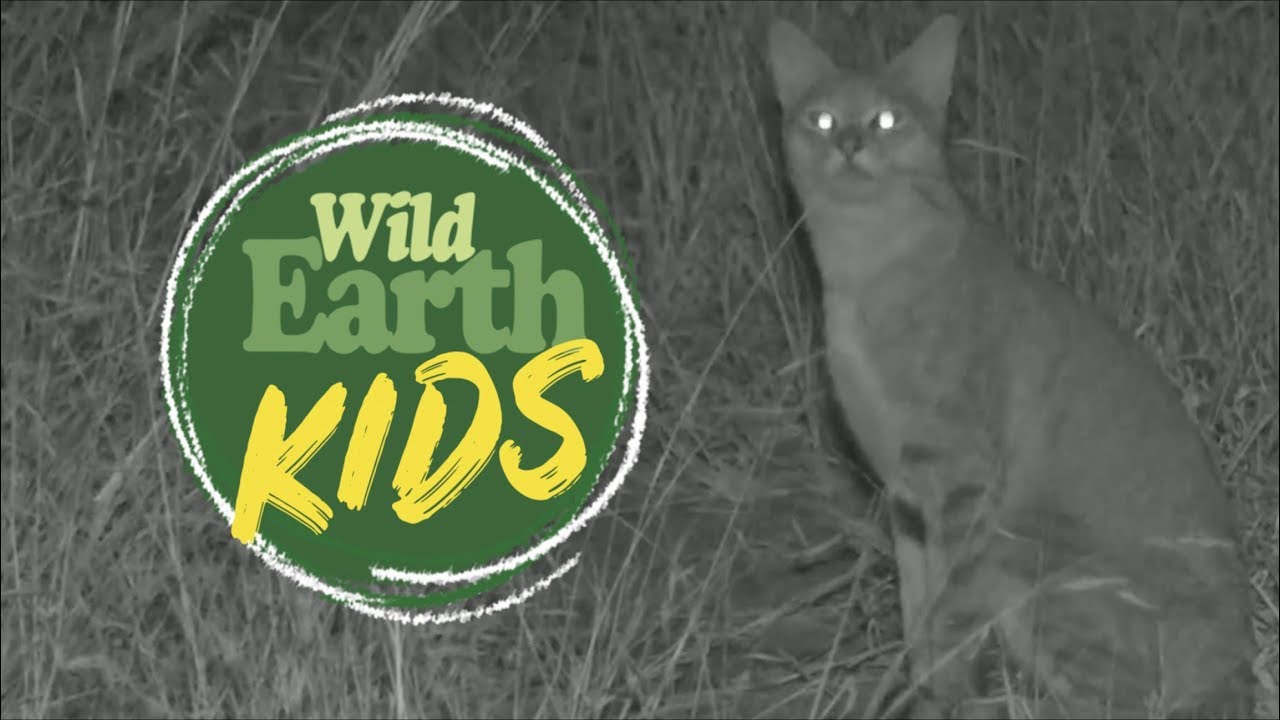 A Rare Sighting: African Wild Cat Spotted in Djuma!
