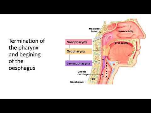 Incident @ C6 vertebral level -MRCS Anatomy