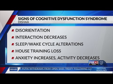 Pet Advice: Cognitive Dysfunction Syndrome