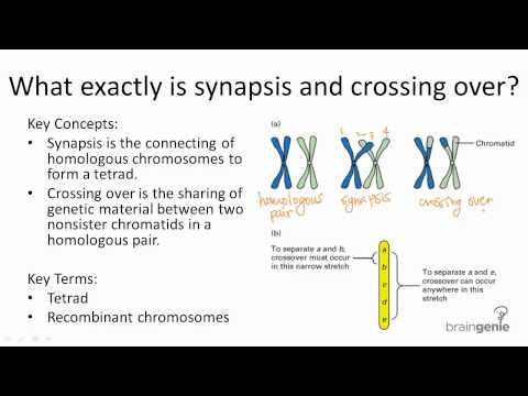 5.2.3 Synapsis and Crossing Over