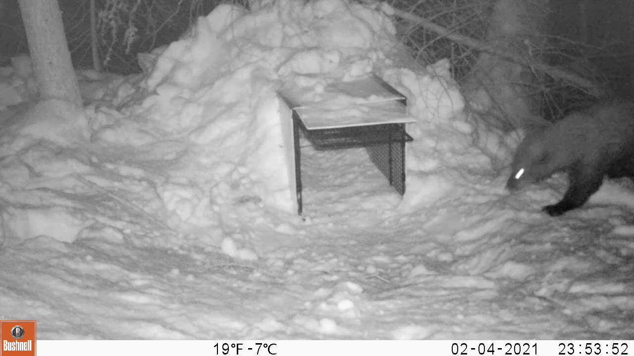 Multiple Fisher captures in the Comstock Cage Trap
