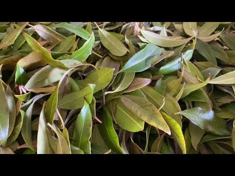 Details Of the Lemon Myrtle