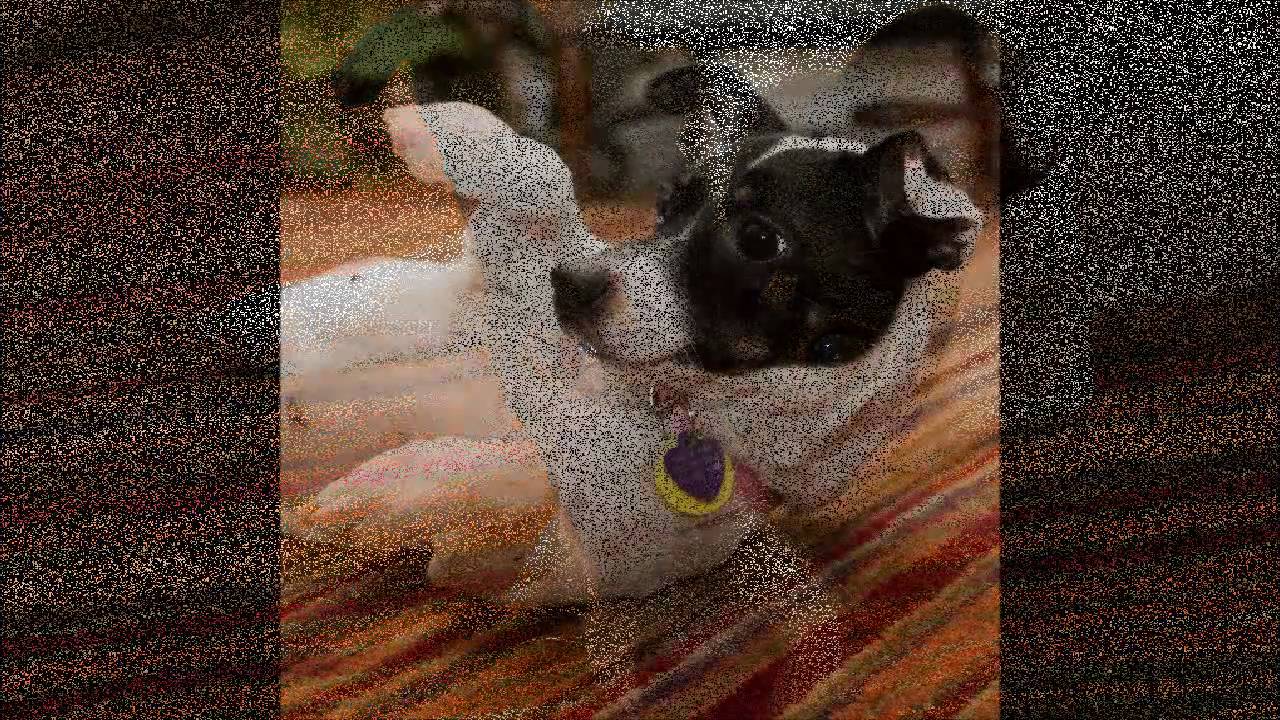 Maizy - Small Breed Rescue of East Tennessee (www.sbret.com)