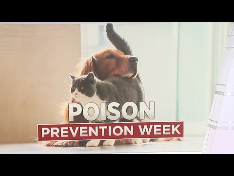 Keeping your pets safe during Poison Prevention Week