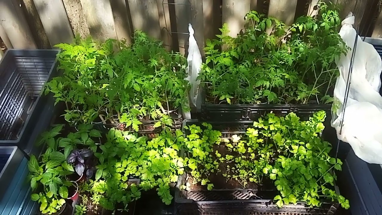 Wild Urban Gardens 2026 - Hardening Off Plants Day Two - Dappled light!