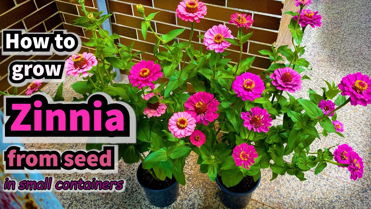 How to Grow Zinnia from Seed to Flowers in Containers - Step by Step
