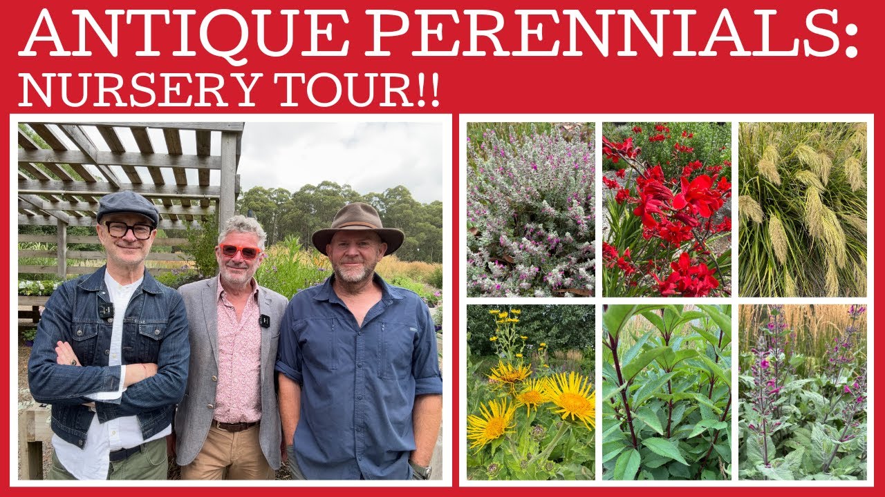 Antique Perennials: nursery tour!