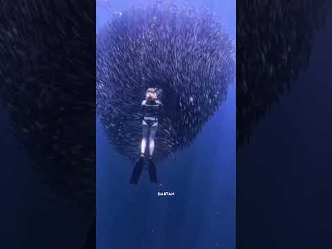 This Is Why You Should Never Jump Into The Ocean