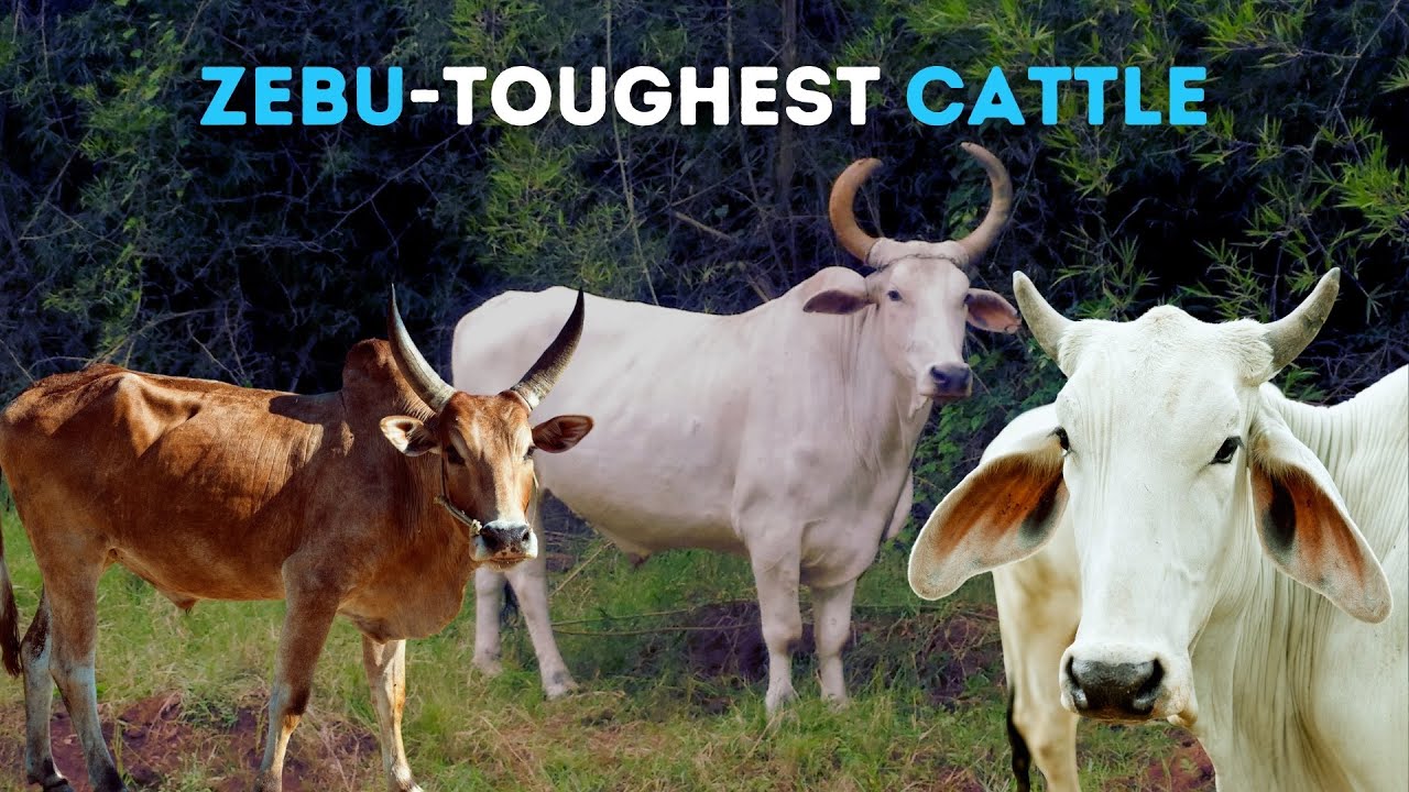 Discover the Fascinating World of Zebu Cattle