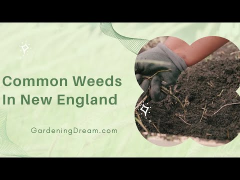 Common Weeds In New England