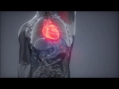 Human Heart Radiology Exam (After Effects template)