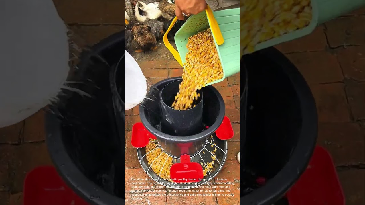 Automatic Poultry Feeder: Lazy Person's Solution for Feeding Chickens and Ducks