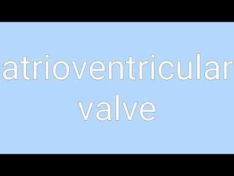 Atrioventricular Valve Definition & Meaning