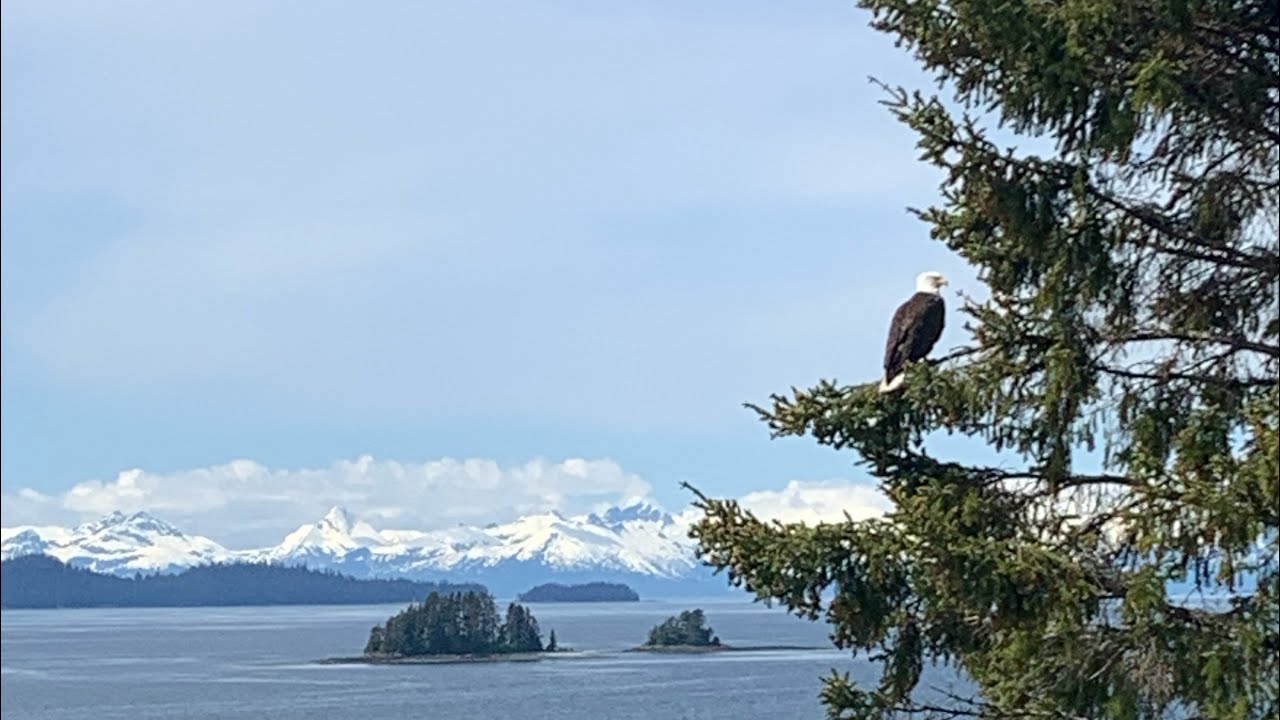 Kuiu Island Spring Black Bear Hunt