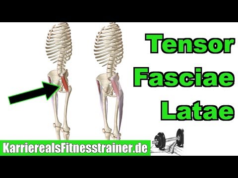 M. Tensor Fasciae Latae | Ansatz, Ursprung, Funktion + trainieren und dehnen