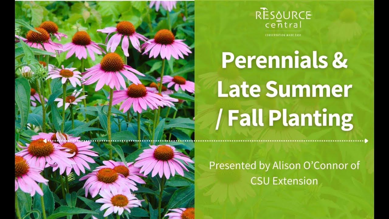 Perennials & Late Summer/Fall Planting