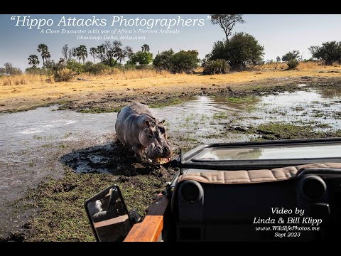 Grumpy Hippo Bites Into a Land Cruiser with Three People Inside ...