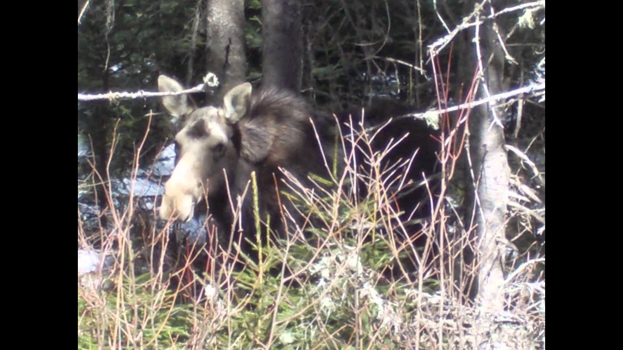 Island Pond, Vermont