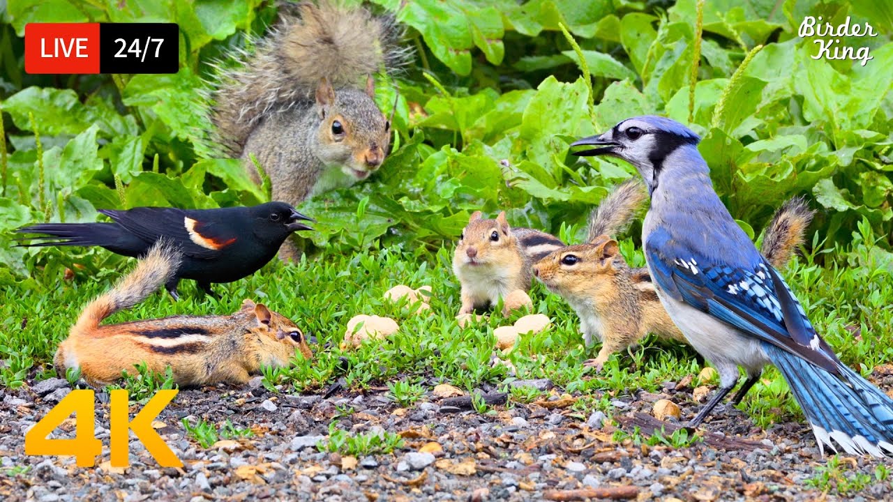 🔴 24/7 LIVE: Cat TV for Cats to Watch 😺 Playful Chipmunks Squirrels and Birds 4K Cat Games