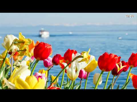 Top Beautiful Flowers Around The Lake