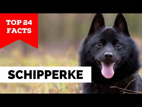 99% of Schipperke Dog Owners Don't Know This