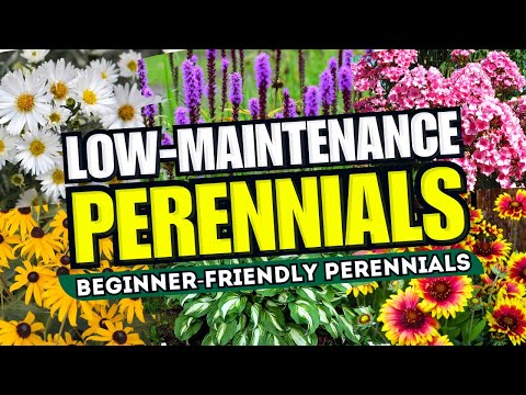 ๐ Top 10 Low-Maintenance Perennial Flowers ANYONE Can Grow! - Beginner-Friendly ๐ผ๐ช