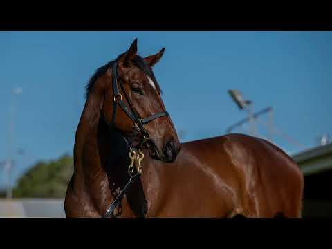 Lot 36 Anders x Lady Llewellyn Filly from En Avant Racing
