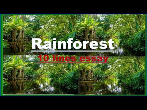 Rainforest essay in 10 lines||10 lines on Rainforest||English