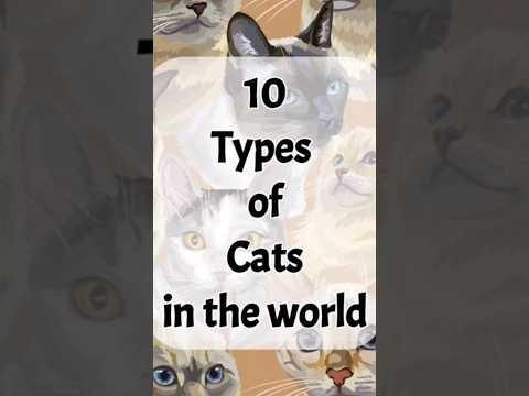 10 cats type in the world #cutecat #cats #catvideos