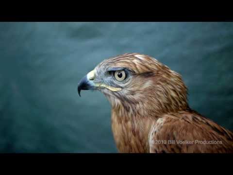 A Hawk with built-in skydiving goggles! (nictitating membrane) | Bill ...