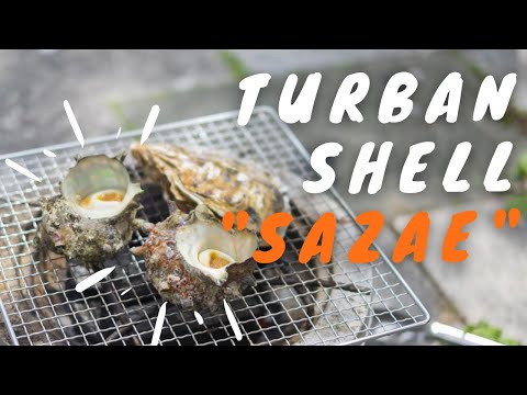 TURBAN SHELLS | SAZAE SHELLFISH | STILL STRANGE? | Takoshiho Cooks Japan