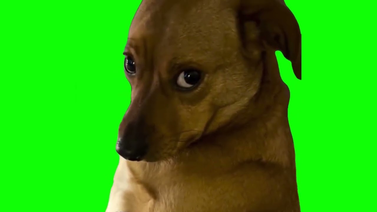 Dog looking up guilty | Green Screen Meme