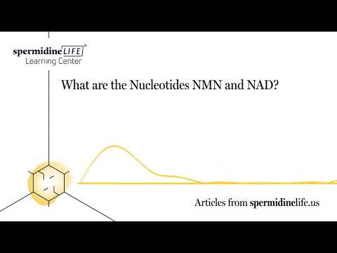 What Are the Nucleotides NMN and NAD? | Explained