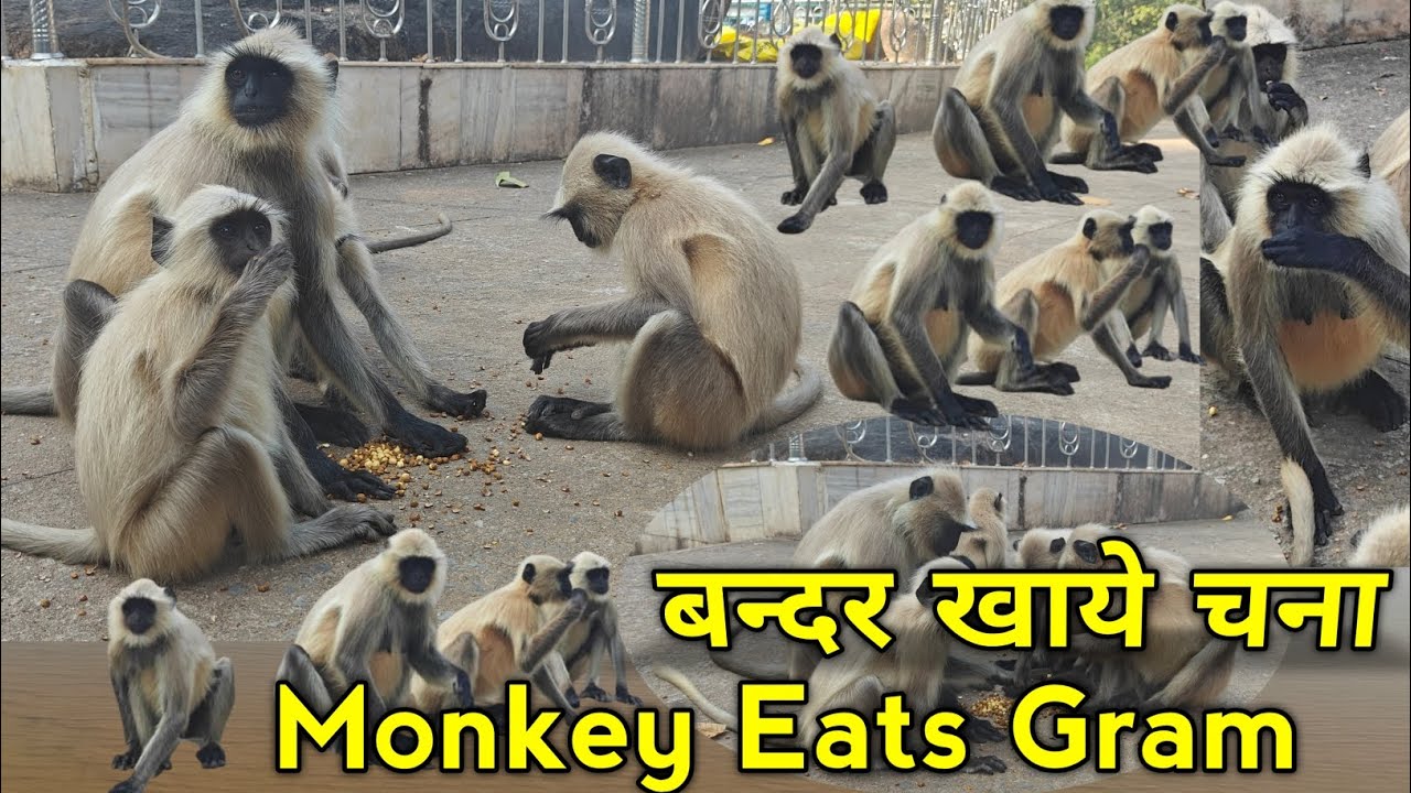 Monkey eats gram | Indian village Monkey Discovery Chhattisgarh | Beautiful Monkey