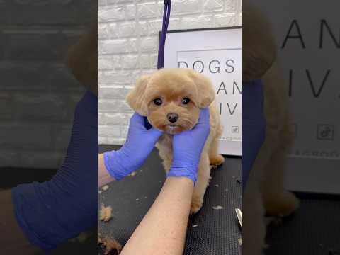 Maltipoo face grooming #puppy #dog #doggroomingforbeginners