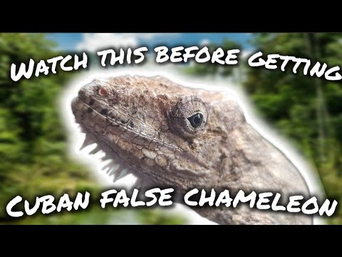 Watch This before Getting A Cuban False Chameleon