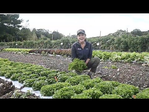 The Advantages of Growing Salanova® Lettuce