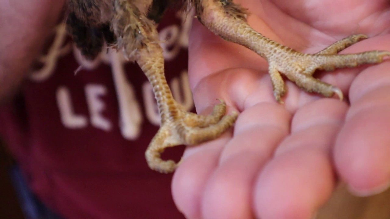 Homestead Vet: Treating Chick Curly-Toed Paralysis in Chickens