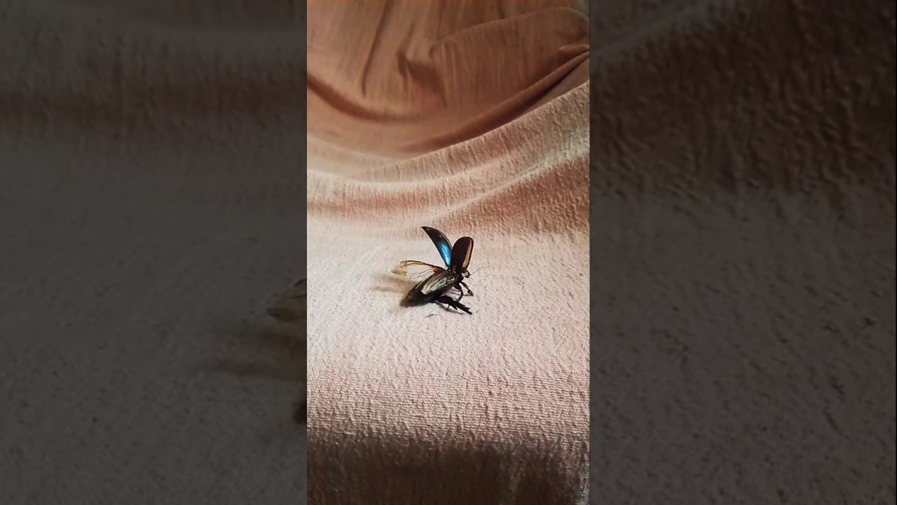 Diving Beetle Slow-motion flight!#shorts