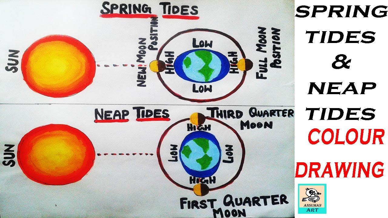 spring tides and neap tides drawing