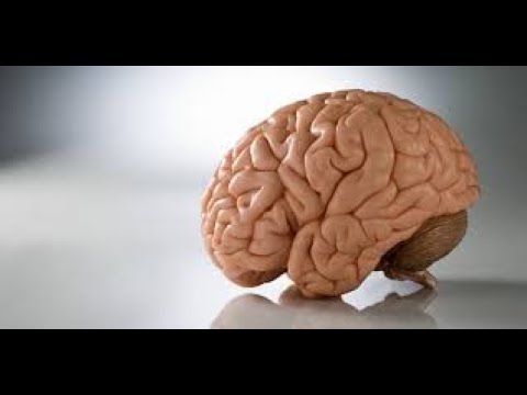 BRAIN RULES BY JOHN MEDINA