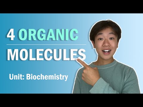 4 Organic Molecules You MUST Know! | Biology 101