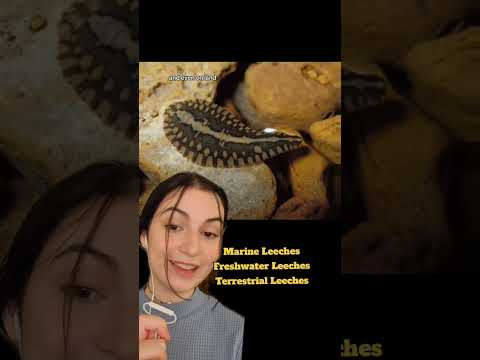 Leech 101: A Beginner's Guide #educational