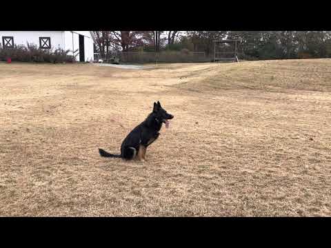 Obedience 11/21/21