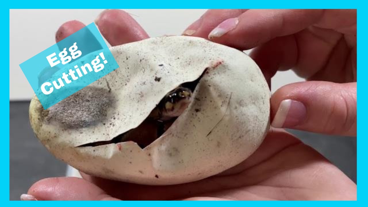 BALL PYTHON EGG CUTTING |Cutting Clutch #2 of 2020 |Ball Python Breeding