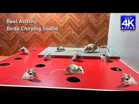 Cat TV for Cats to Watch | Mouse hide & seek, Mice in and out and Play On Screen - 4k UHD