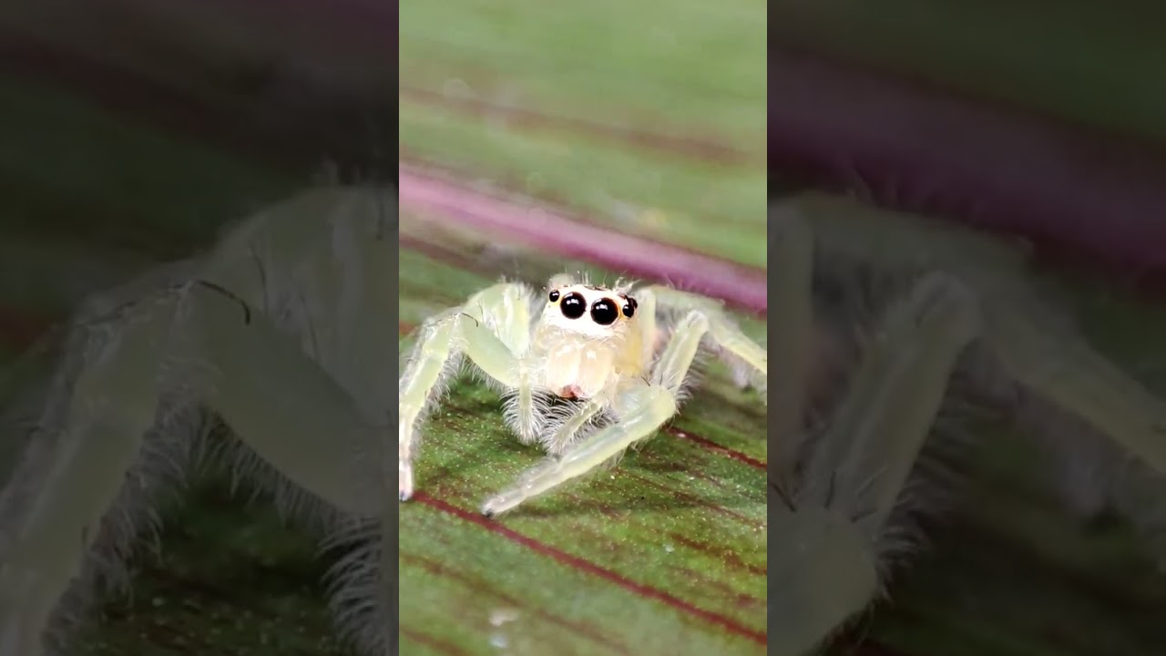 Yellow Translucent Jumping Spider (Salticidae sp) | SPIDER #shorts