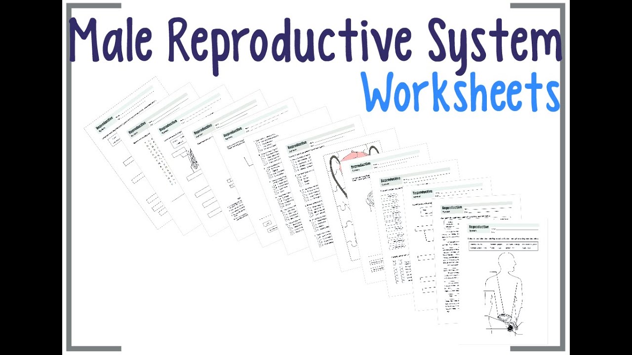 Male Reproductive System Worksheets
