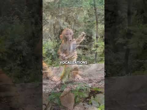 Crazy Monkey Facts You Never Knew Existed!
